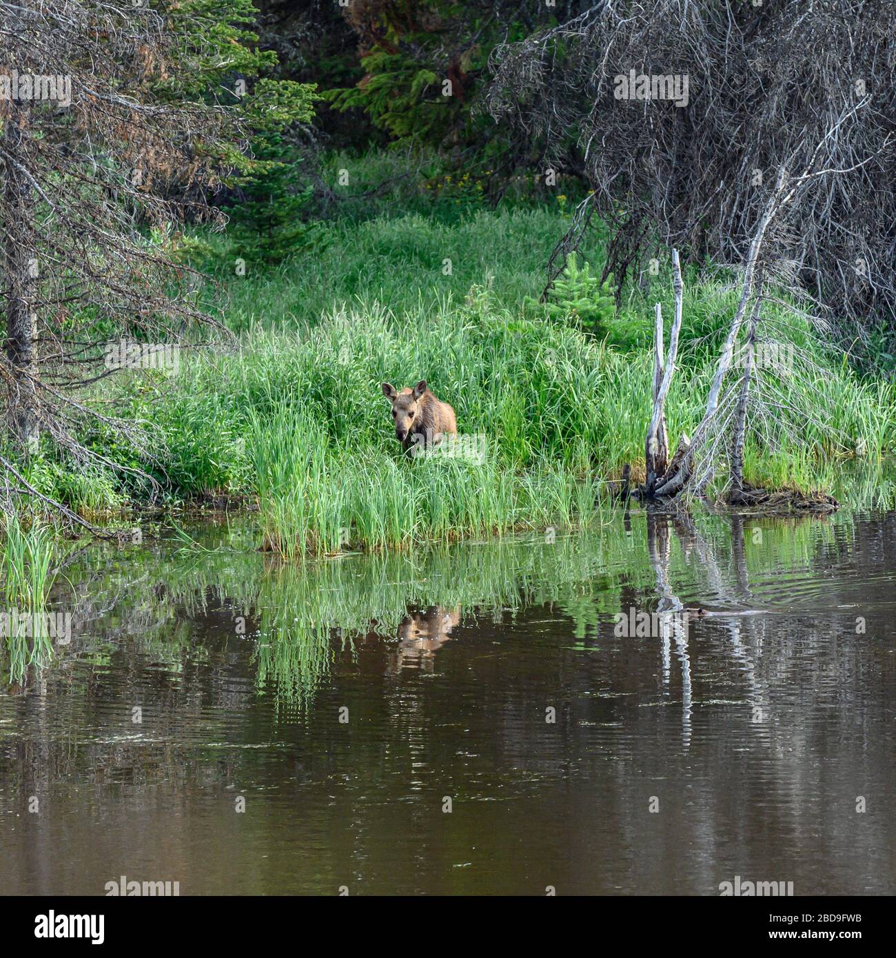 Moose, beaver pond hi-res stock photography and images - Alamy