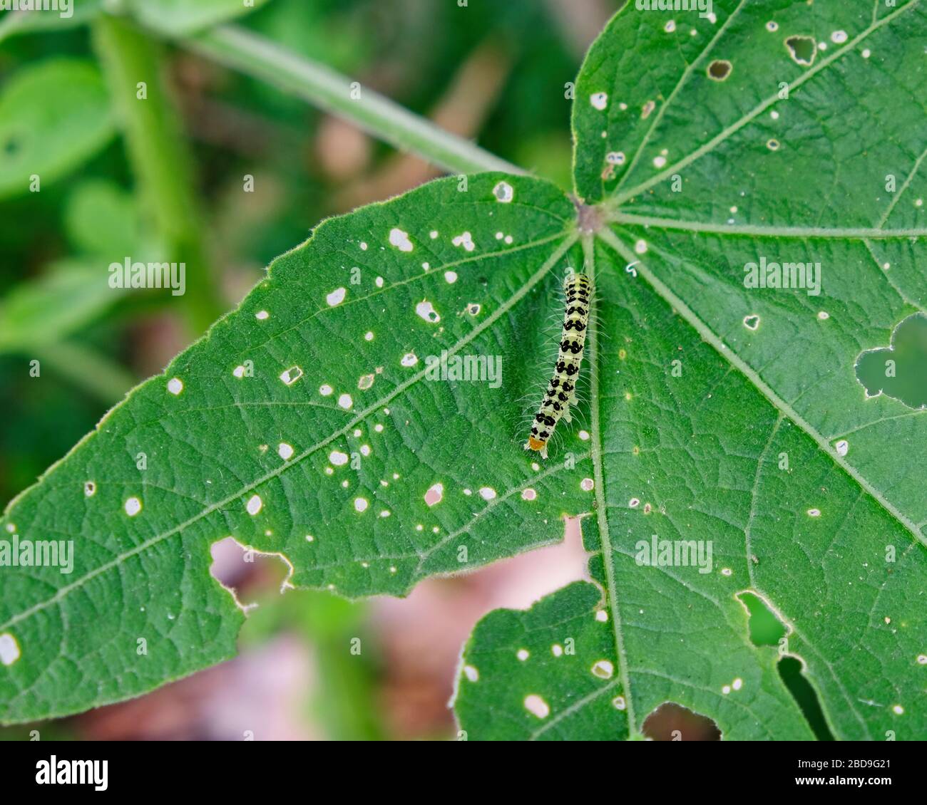 Xanthodes hi-res stock photography and images - Alamy