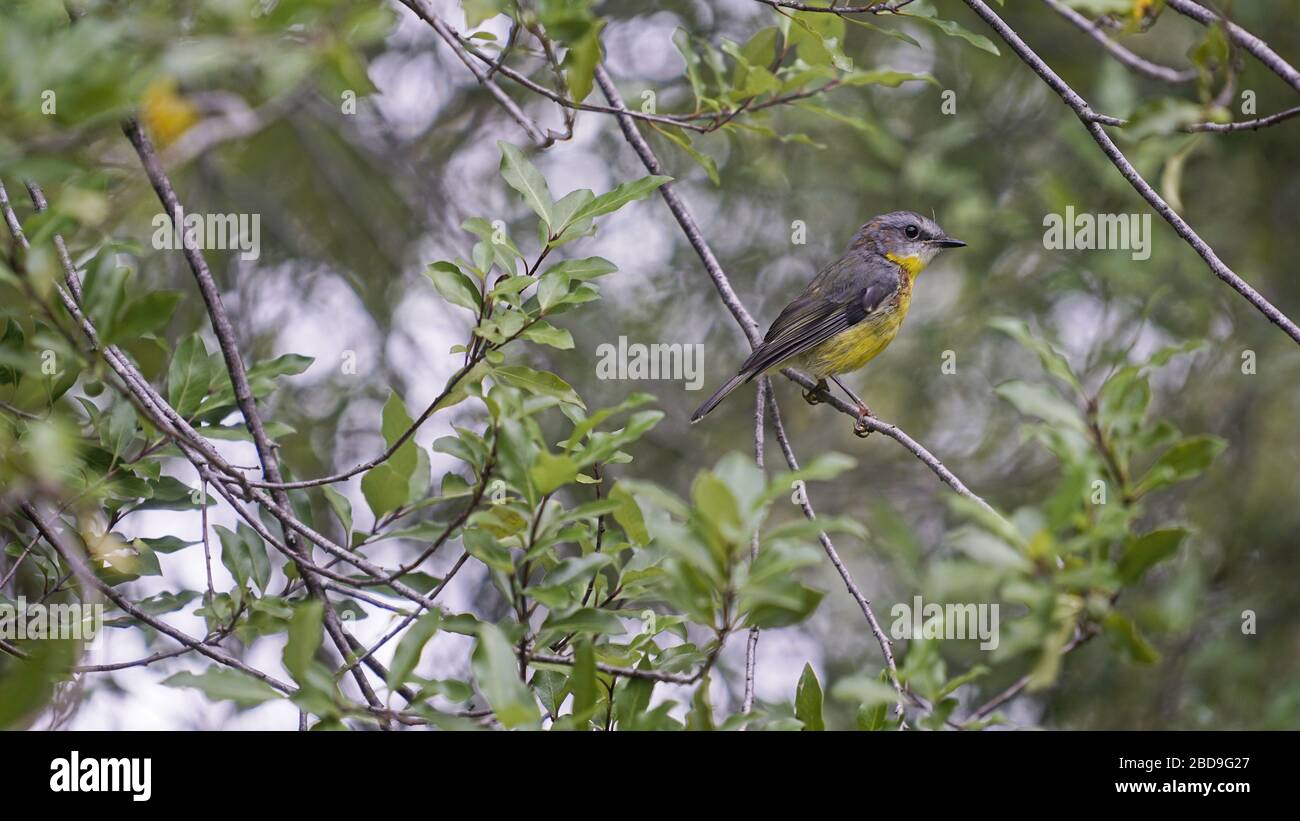 Eastern yellow robin hi-res stock photography and images - Alamy