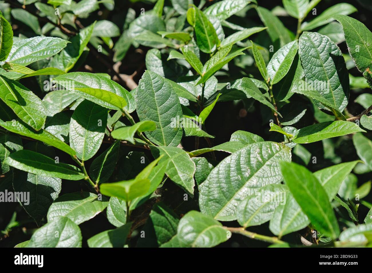 Australian native plant hi-res stock photography and images - Alamy