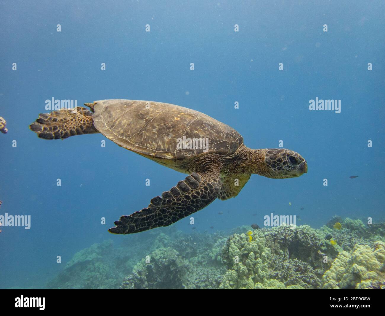 Hawaiian Green Sea Turtle, chelonia mydas,Honu, side view Stock Photo ...