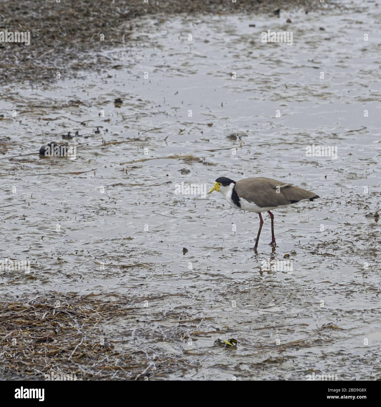 Masked lapwing bird searching for food at low tide on the beach Stock ...