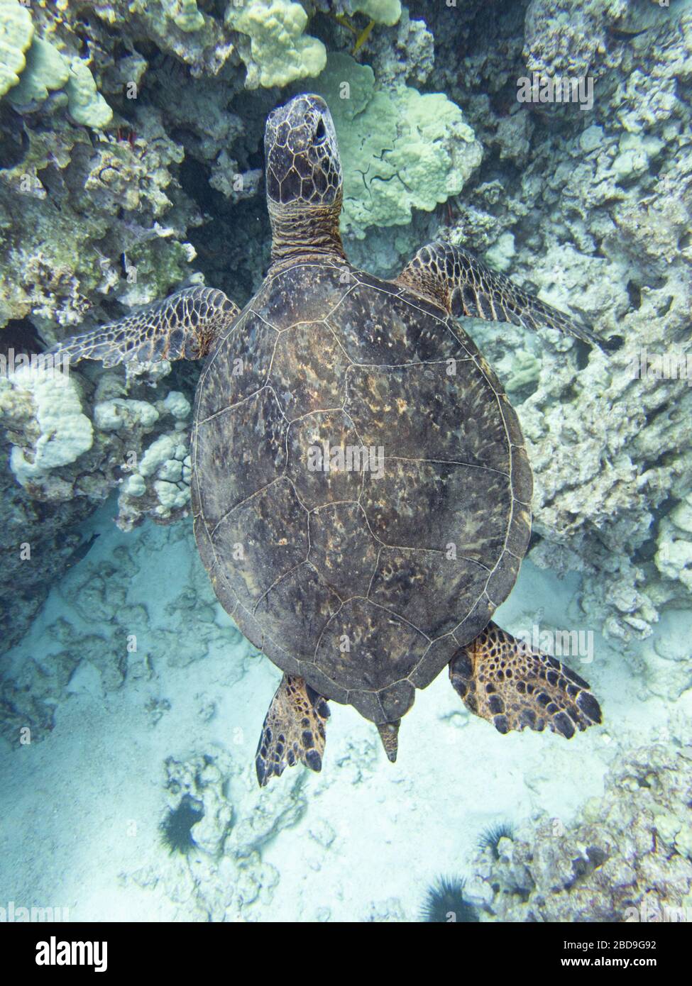 Hawaiian Green Sea Turtle, chelonia mydas,Honu, overhead view Stock ...