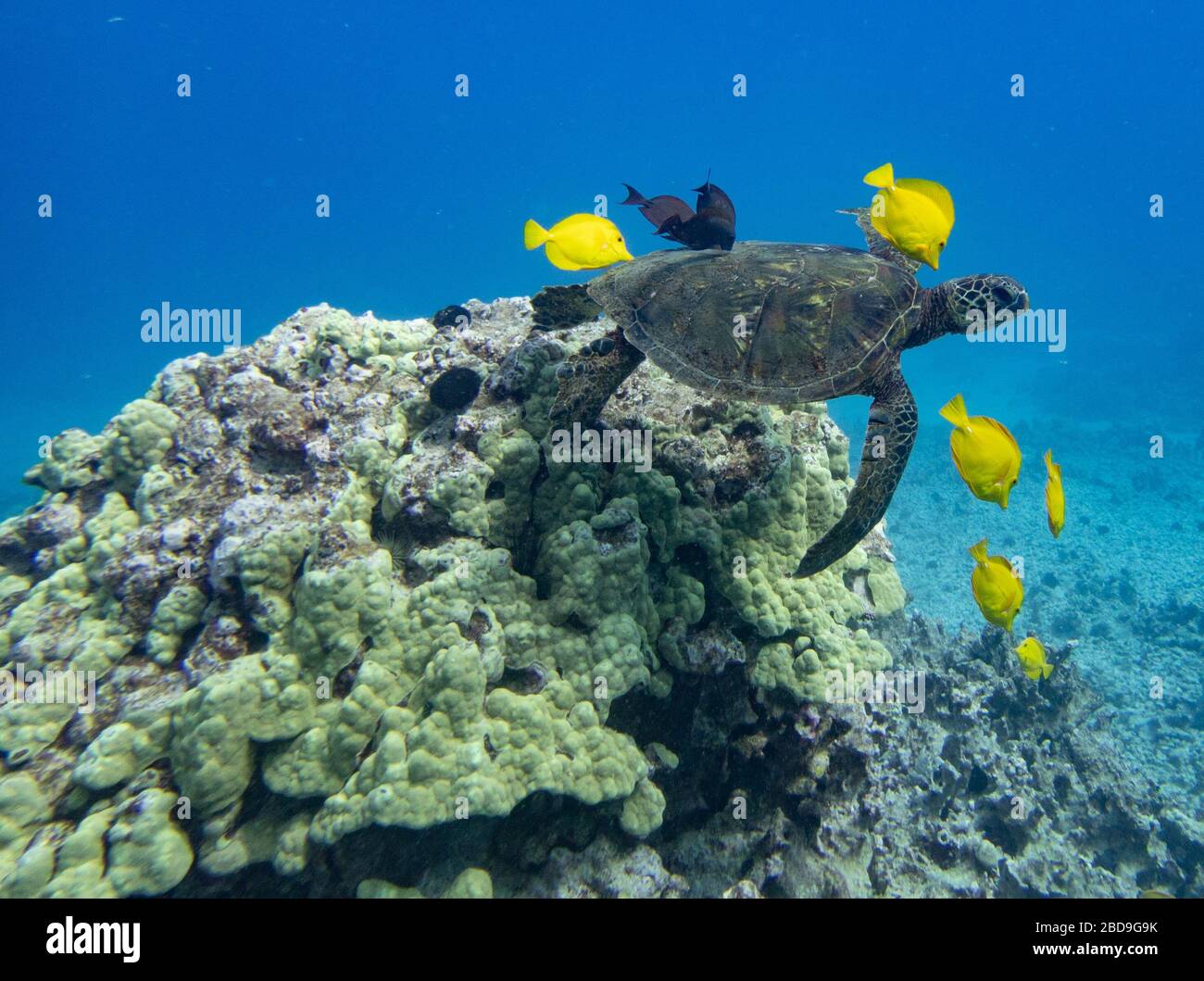 Yellow Tang Fish Sea Turtle High Resolution Stock Photography and ...