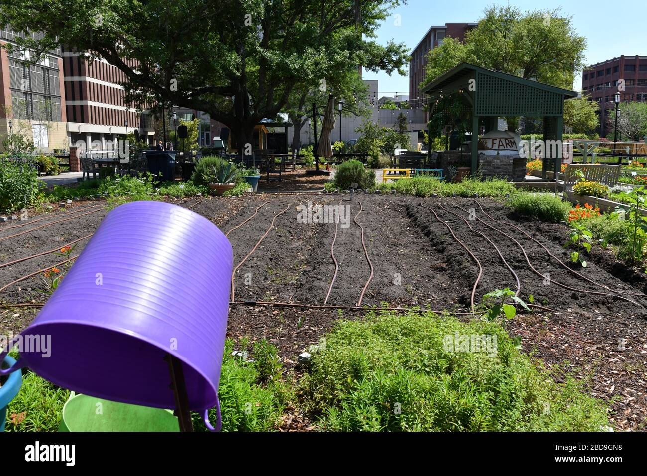 Urban garden 4 barrels for feed and water solutions, buckets, planted ...