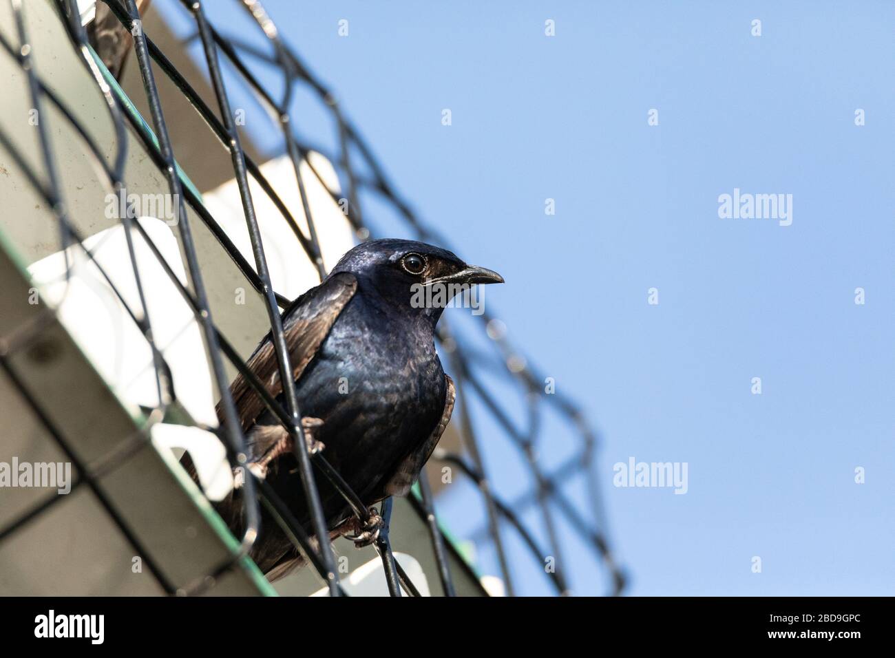 Purple martin bird florida hi-res stock photography and images - Alamy