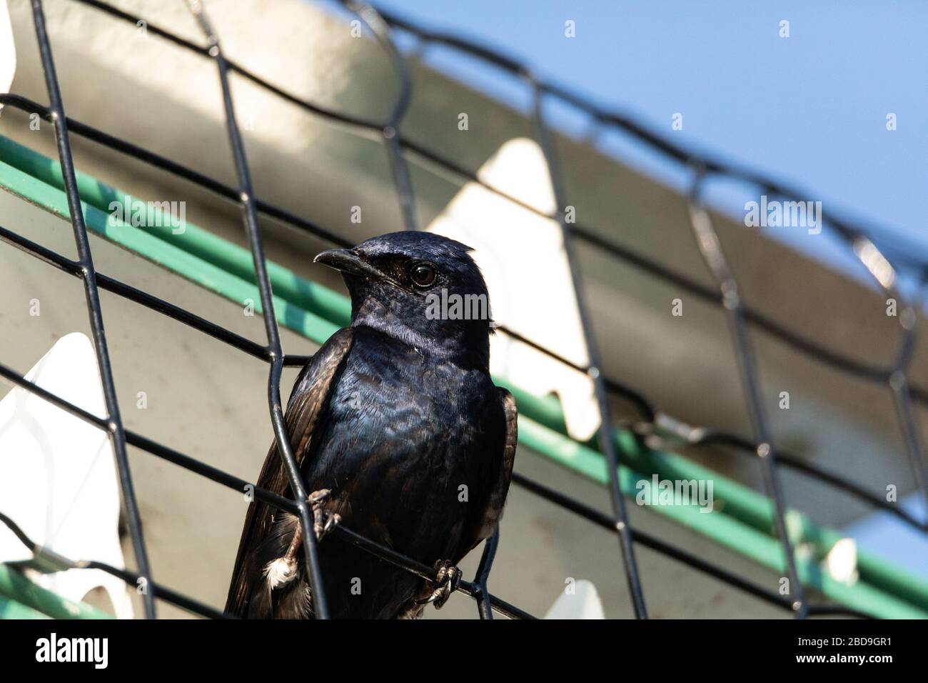 Purple martin bird florida hi-res stock photography and images - Alamy