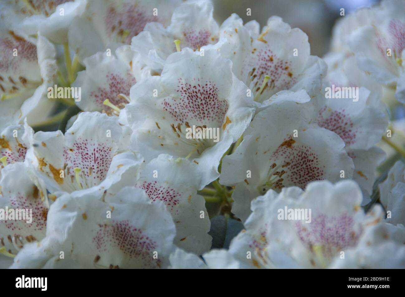 Taiwan alpine rhododendron hi-res stock photography and images - Alamy