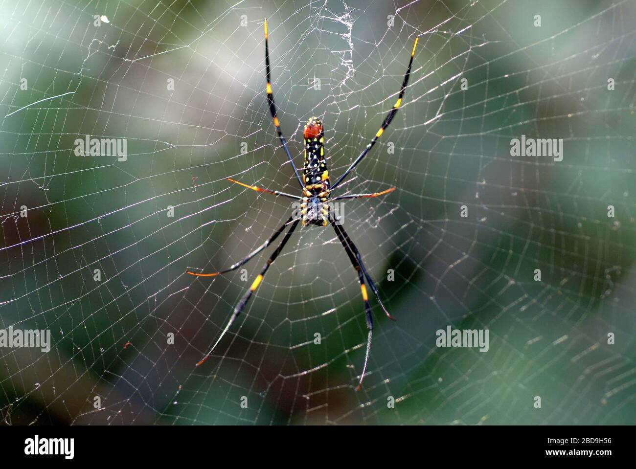 Arachnid of taiwan hi-res stock photography and images - Alamy