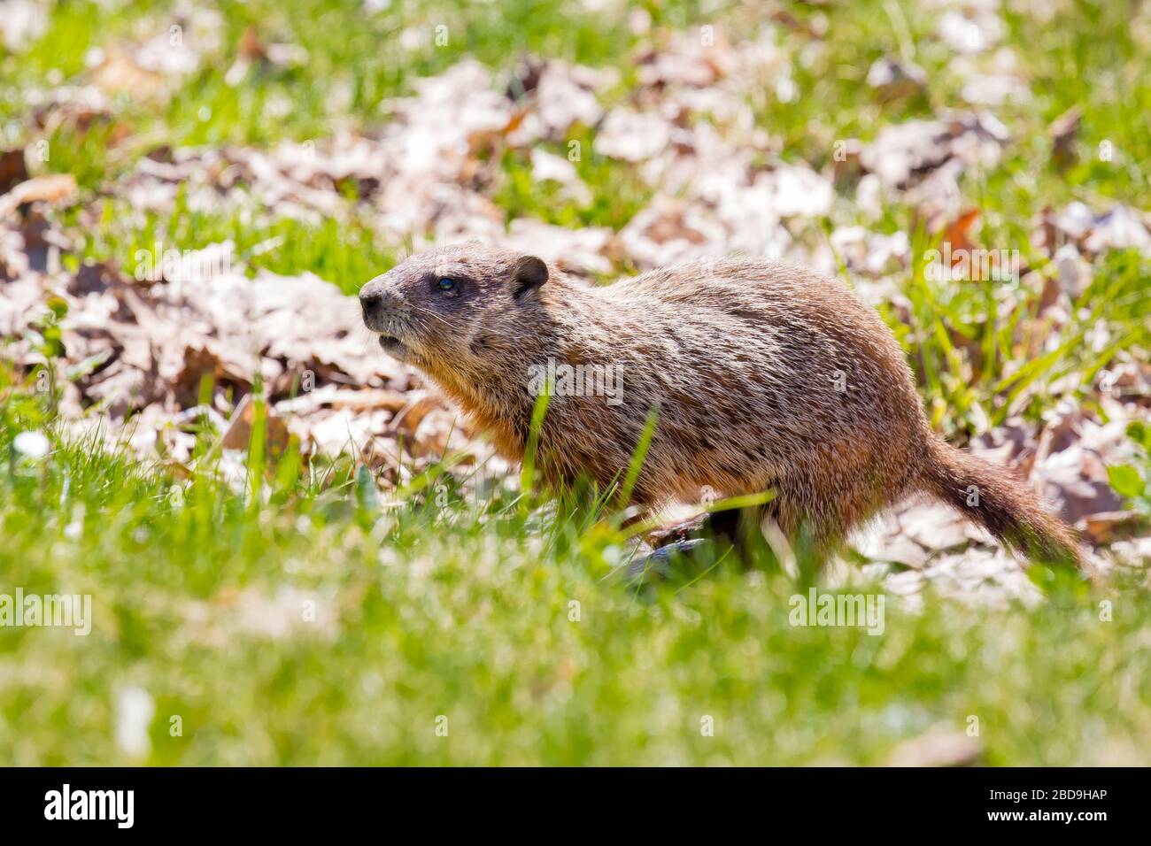Groundhog (Marmta Monax) or woodchuck standing in a Wisconsin field in ...