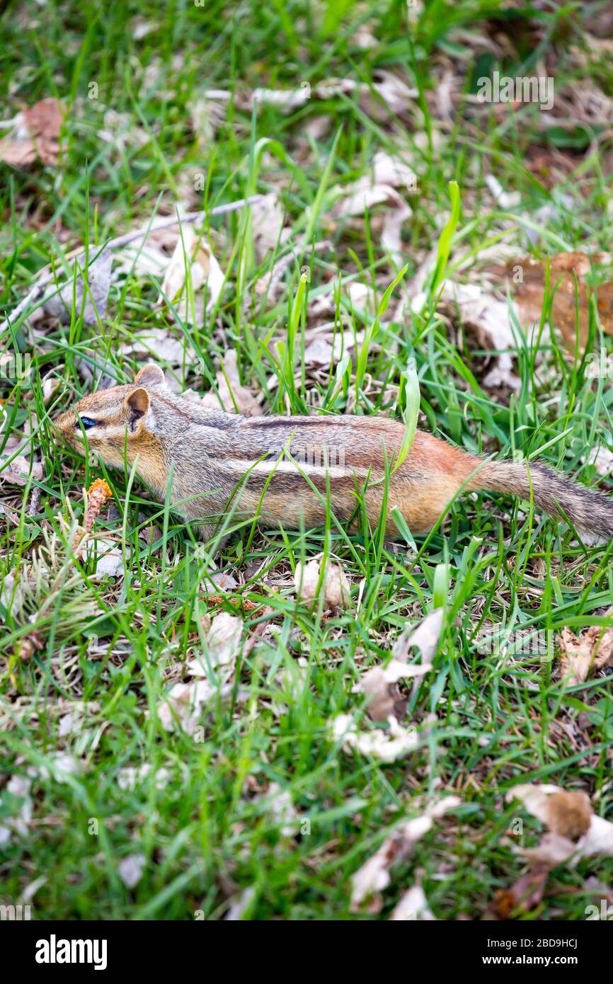 Eastern Chipmunk (Tamias striatus) sitting up in a Wisconsin park ...