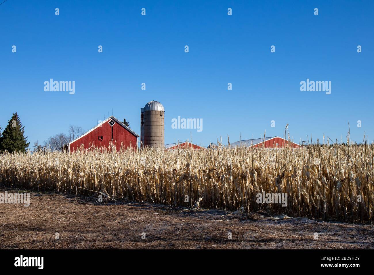 Wisconsin farm with corn left out in the field in April 2020 due to a ...