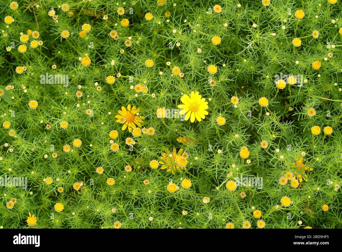 Dasiy hi-res stock photography and images - Alamy
