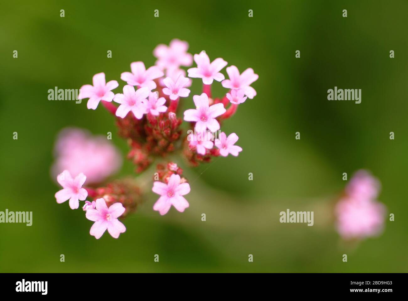 pink flower Taiwan Stock Photo - Alamy