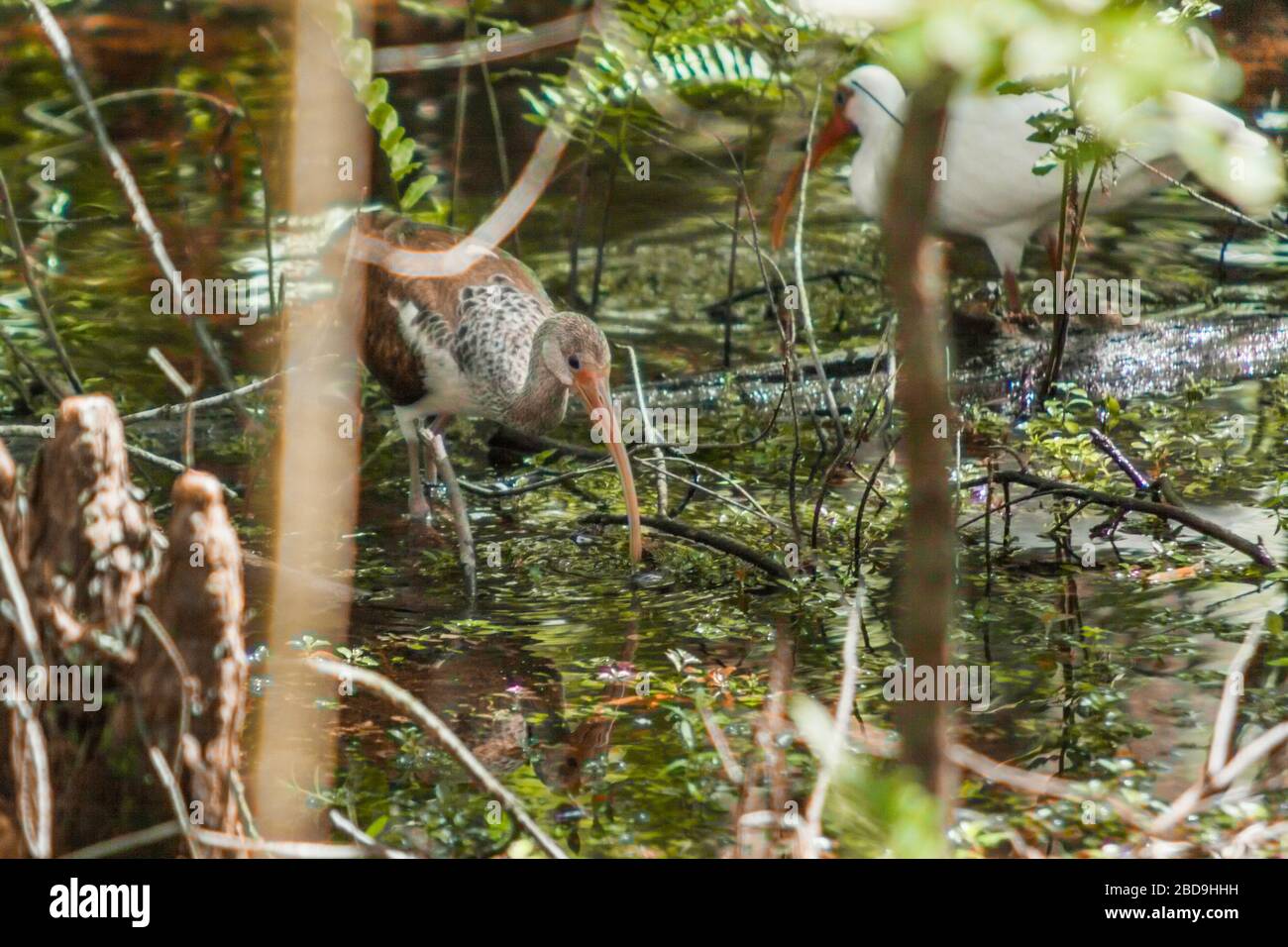 Juvenile white ibis hi-res stock photography and images - Alamy