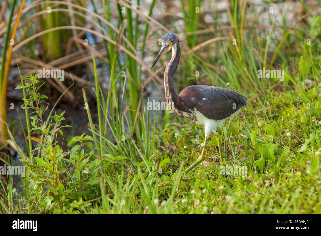 Juvenile Tri-colored Heron Stock Photo - Alamy