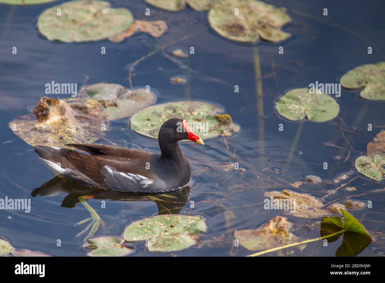 Gallinule bird hi-res stock photography and images - Alamy