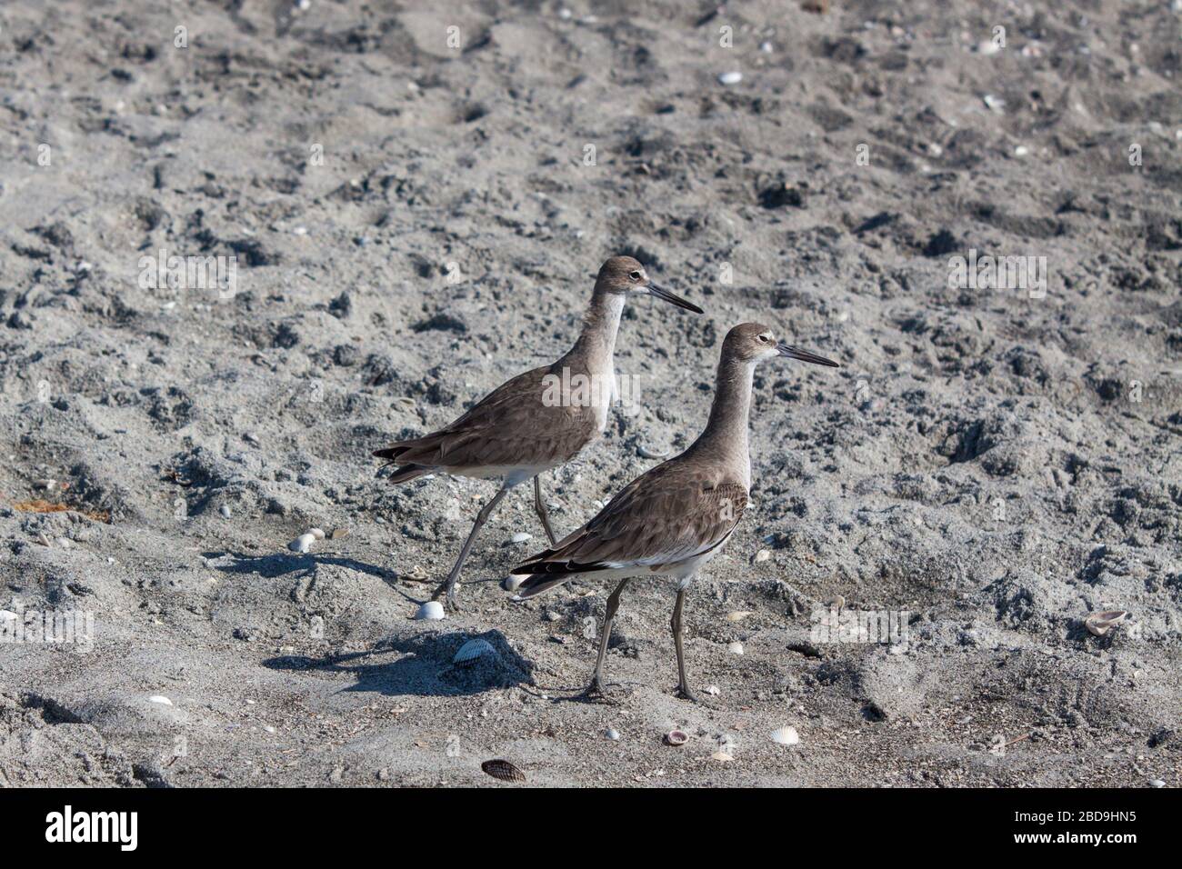 Pair of willets walking on a beach Stock Photo - Alamy