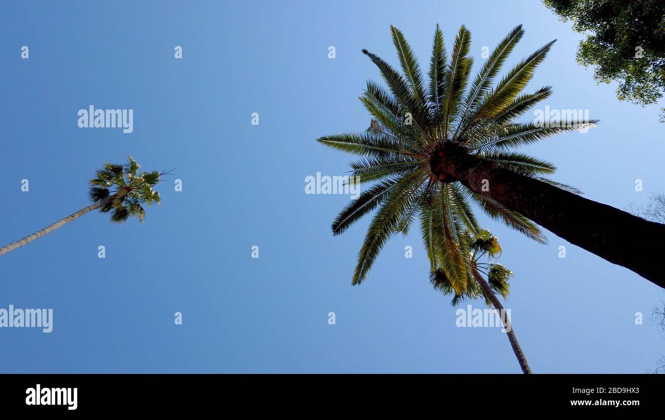 Driving through Beverly Hills with its palm trees - travel photography ...