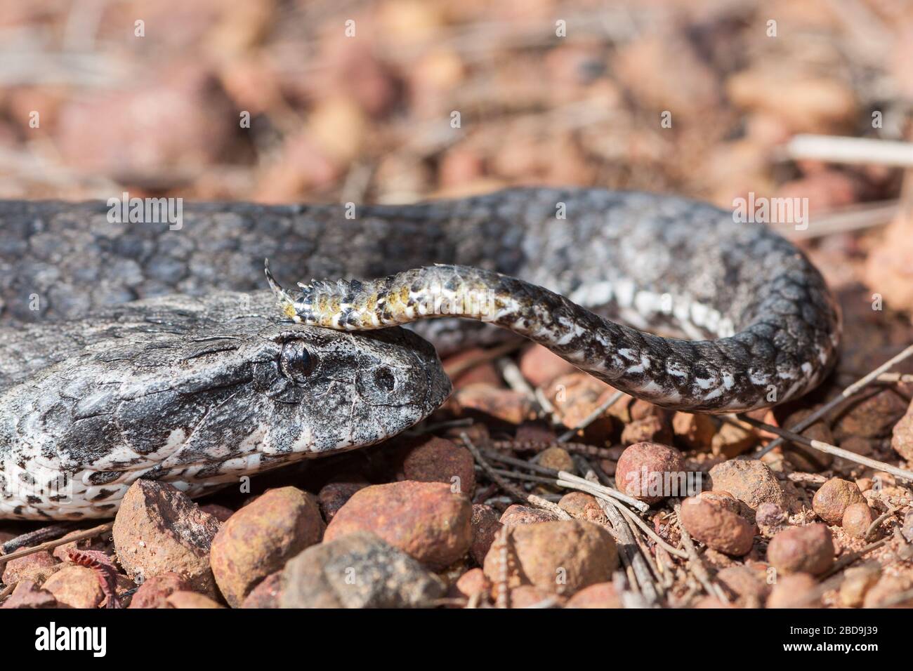 Close of of Australian Death Adder showing tail lure Stock Photo - Alamy