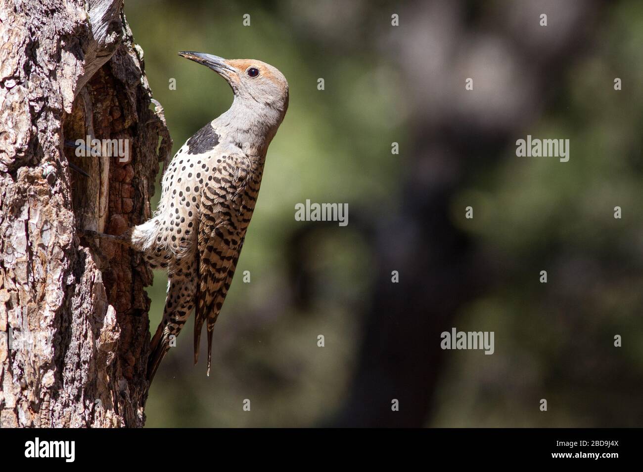 Northern or Common Flicker with tongue out Stock Photo - Alamy