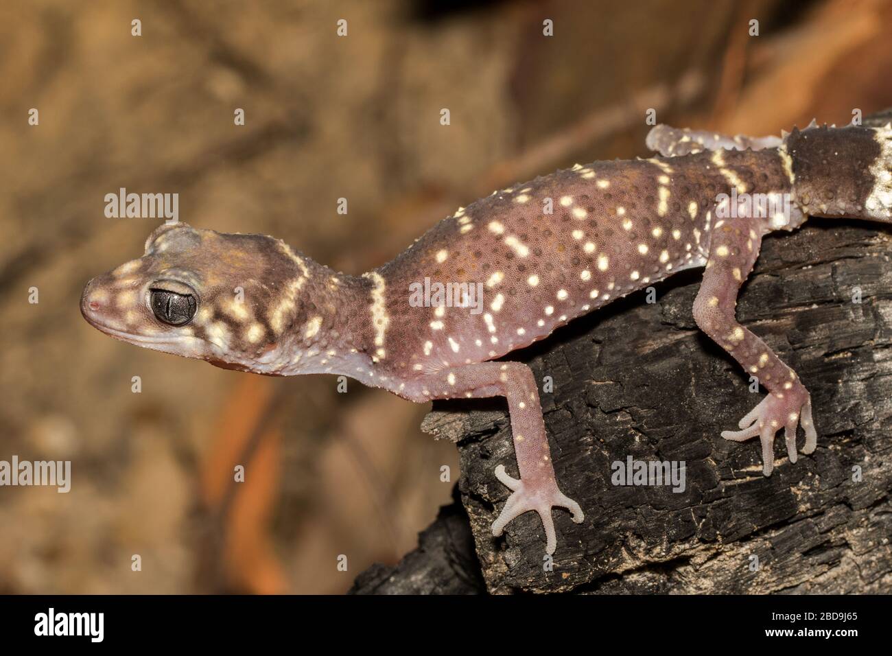 Reptie hi-res stock photography and images - Alamy