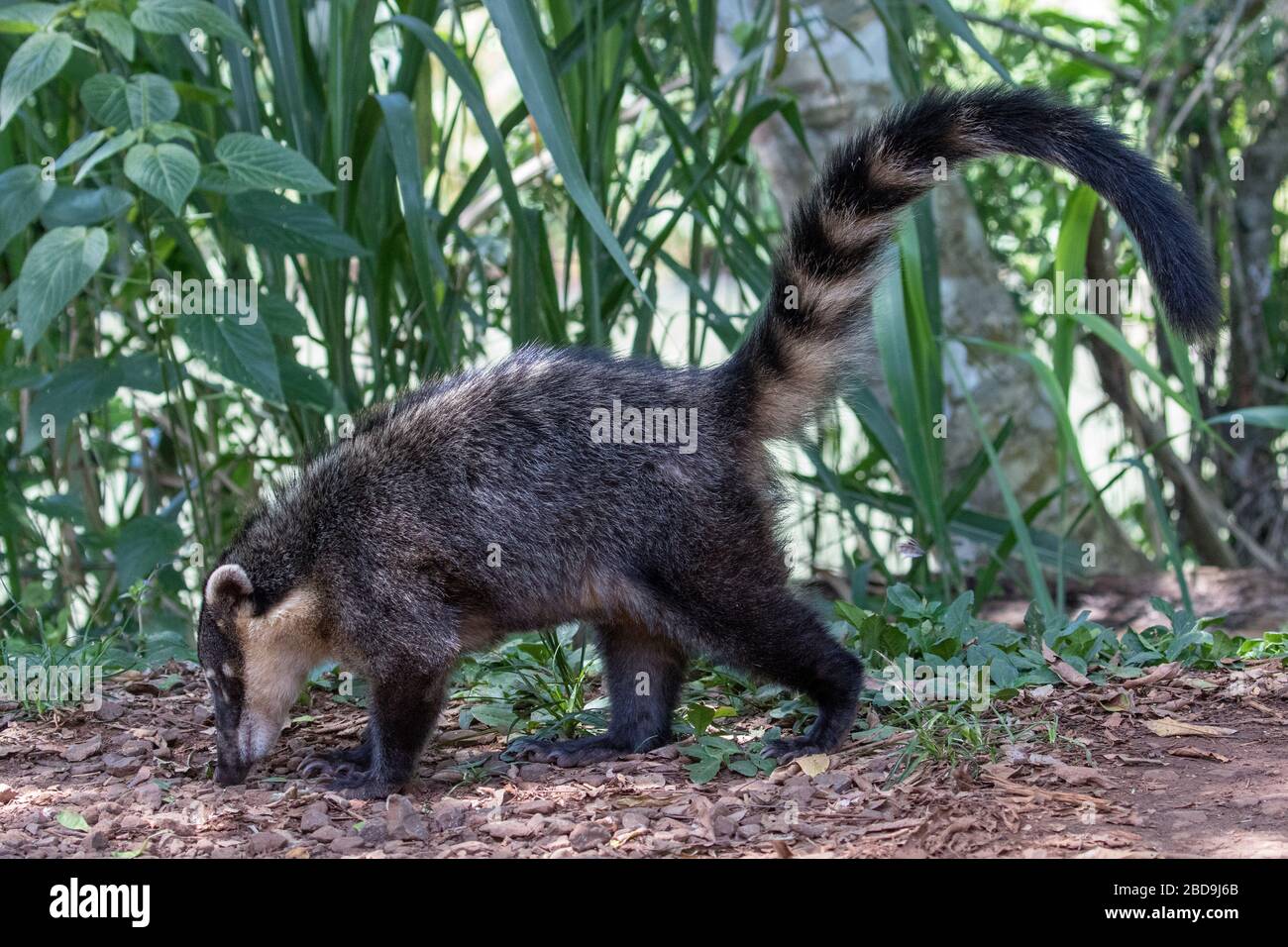 Coati foraging for food on ground Stock Photo - Alamy