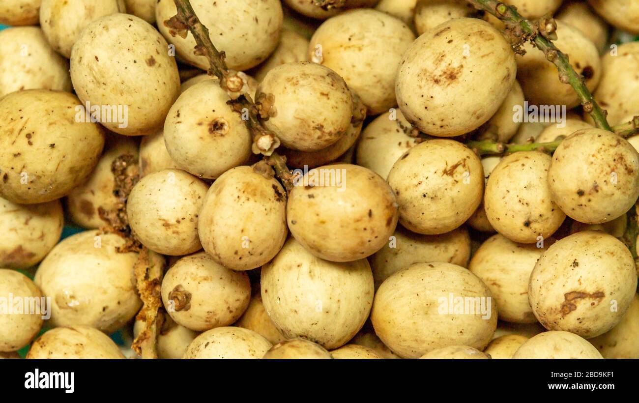 Langsat or langzones fruit, tropical and juicy fruit from South East ...