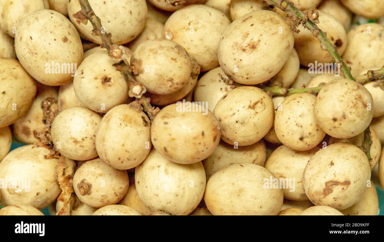 Langsat or langzones fruit, tropical and juicy fruit from South East ...