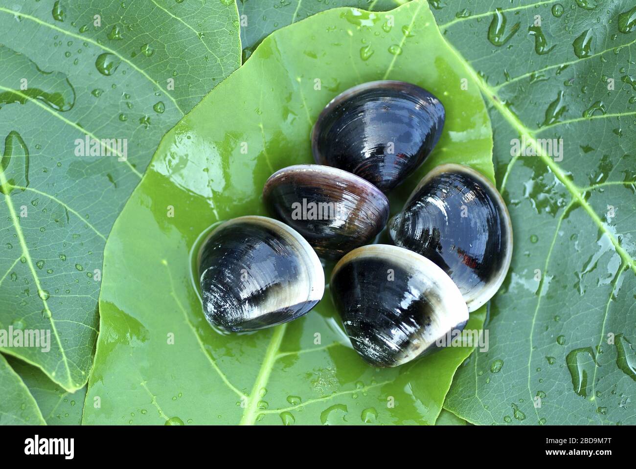 Clams images hi-res stock photography and images - Alamy