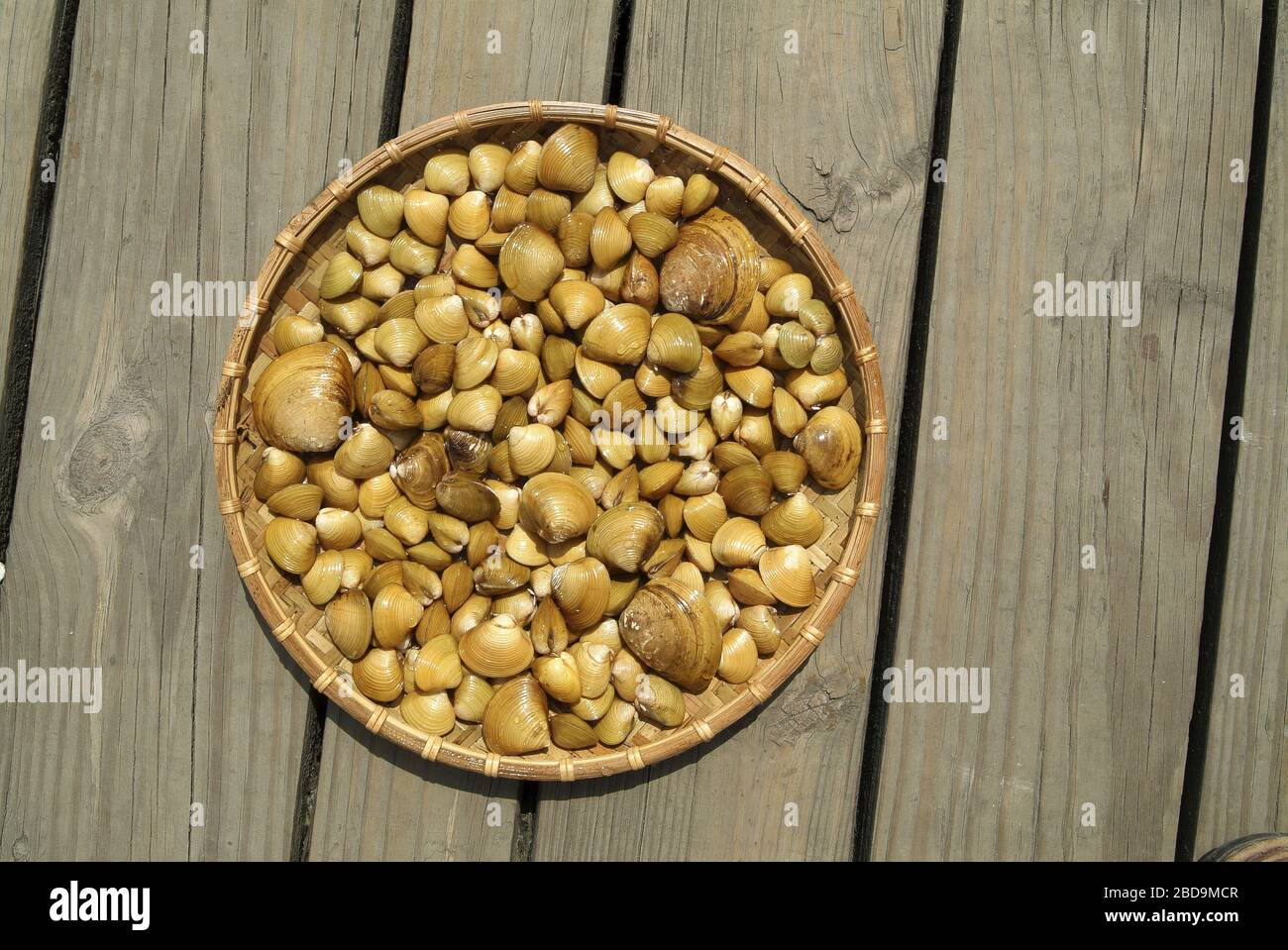 High angle shot of Corbiculidae Stock Photo - Alamy