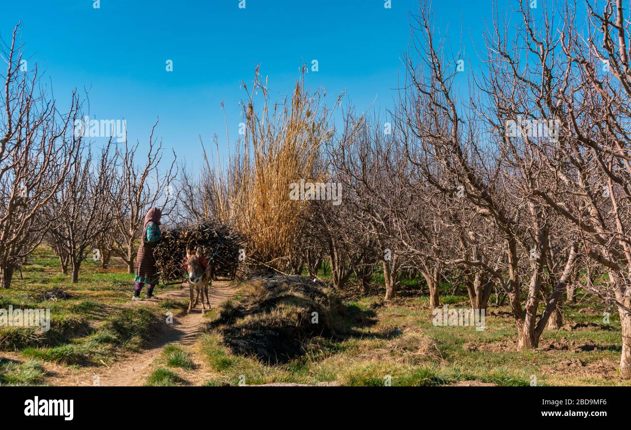 Farming in morocco hi-res stock photography and images - Alamy