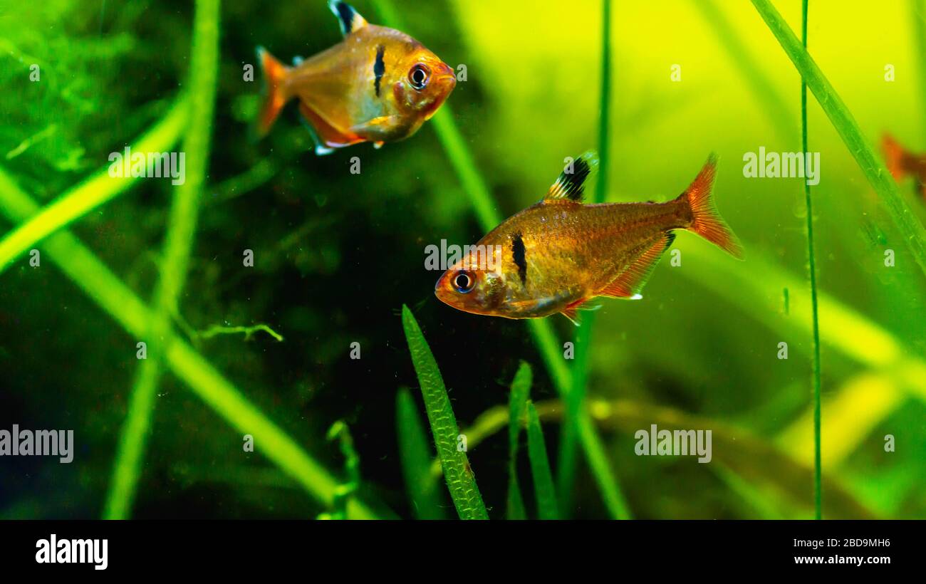 Red flame tetra fish in planted tank setting Stock Photo - Alamy