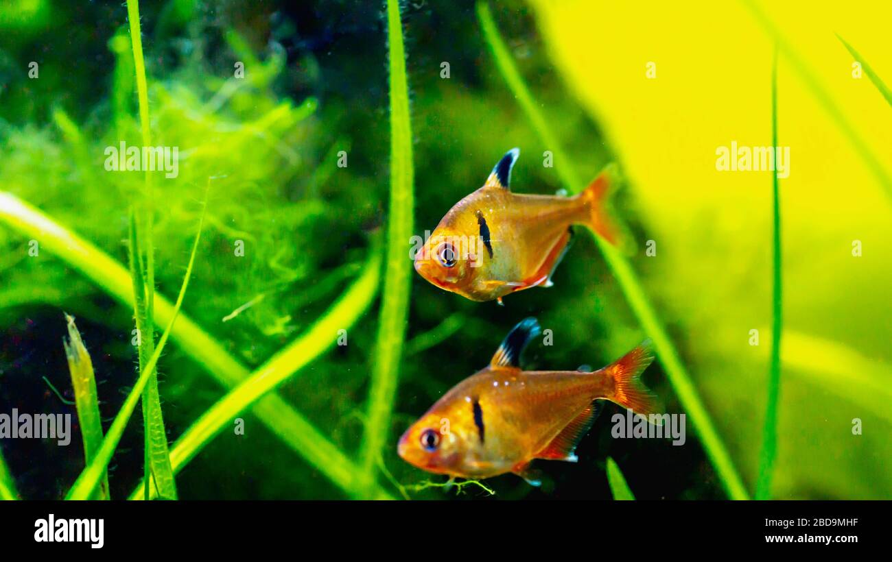 Red flame tetra fish in planted tank setting Stock Photo - Alamy