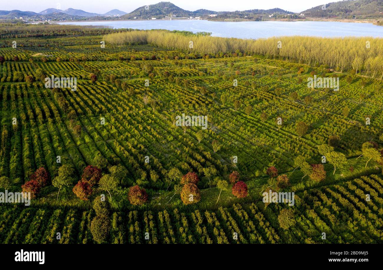 Hefei, China. 07th Apr, 2020. The beauty of green tea garden in spring ...