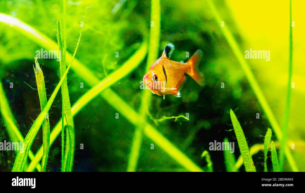 Red flame tetra fish in planted tank setting Stock Photo - Alamy