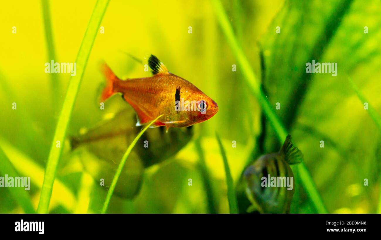 Red flame tetra fish in planted tank setting Stock Photo - Alamy