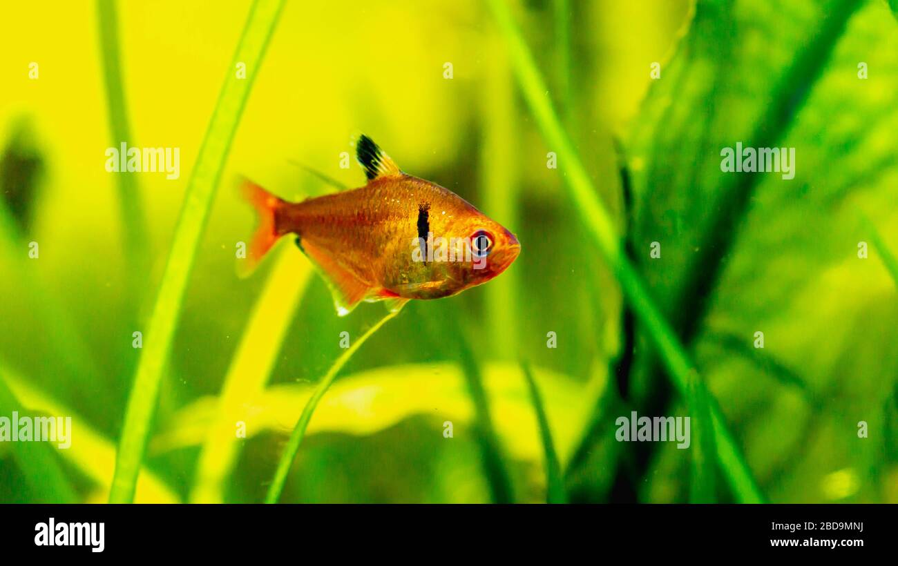 Red flame tetra fish in planted tank setting Stock Photo - Alamy