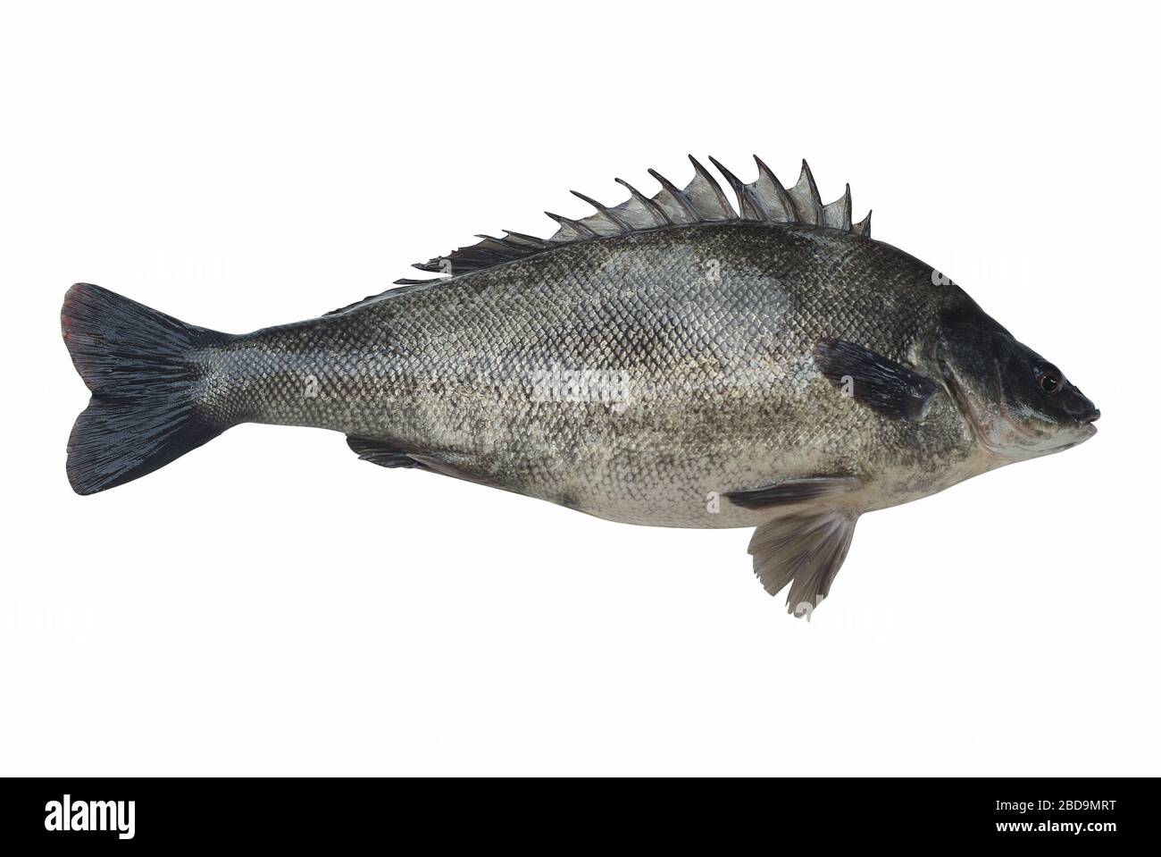 Fresh fish on the white background Stock Photo - Alamy