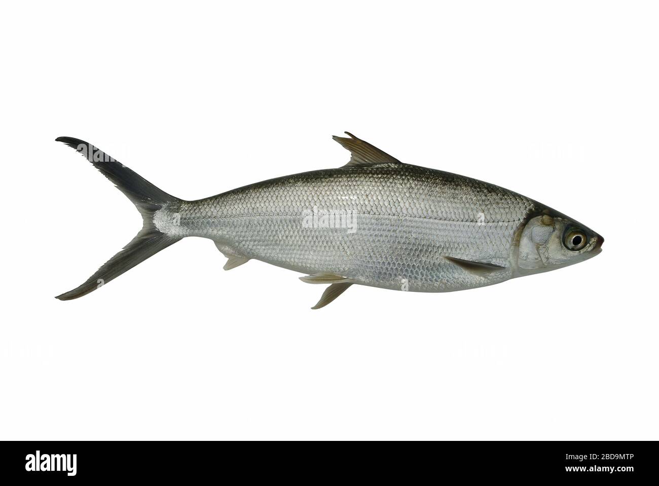 Fresh fish on the white background Stock Photo - Alamy