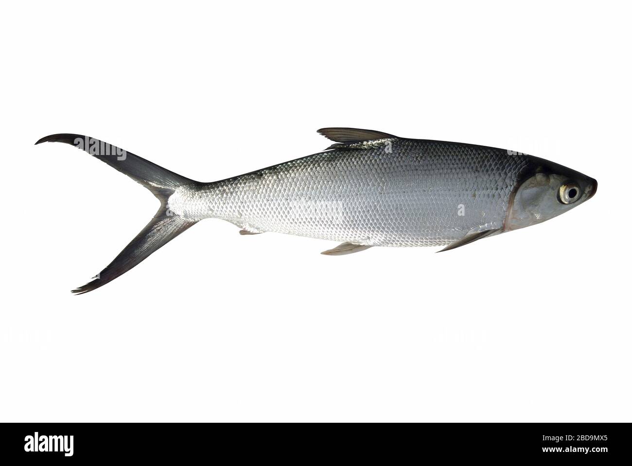 Fresh fish on the white background Stock Photo - Alamy
