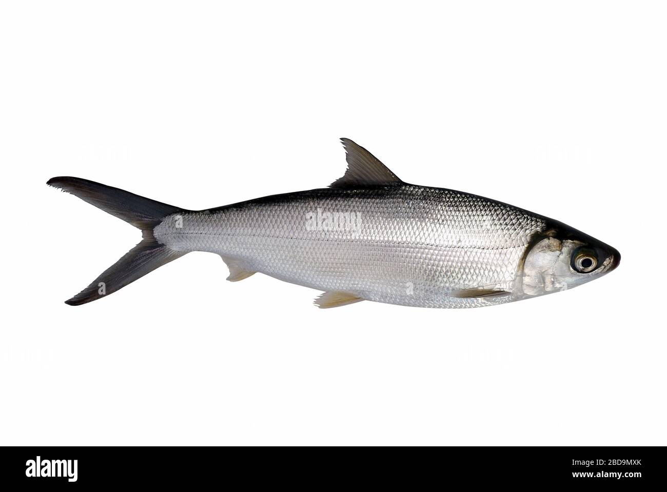 Fresh fish on the white background Stock Photo - Alamy