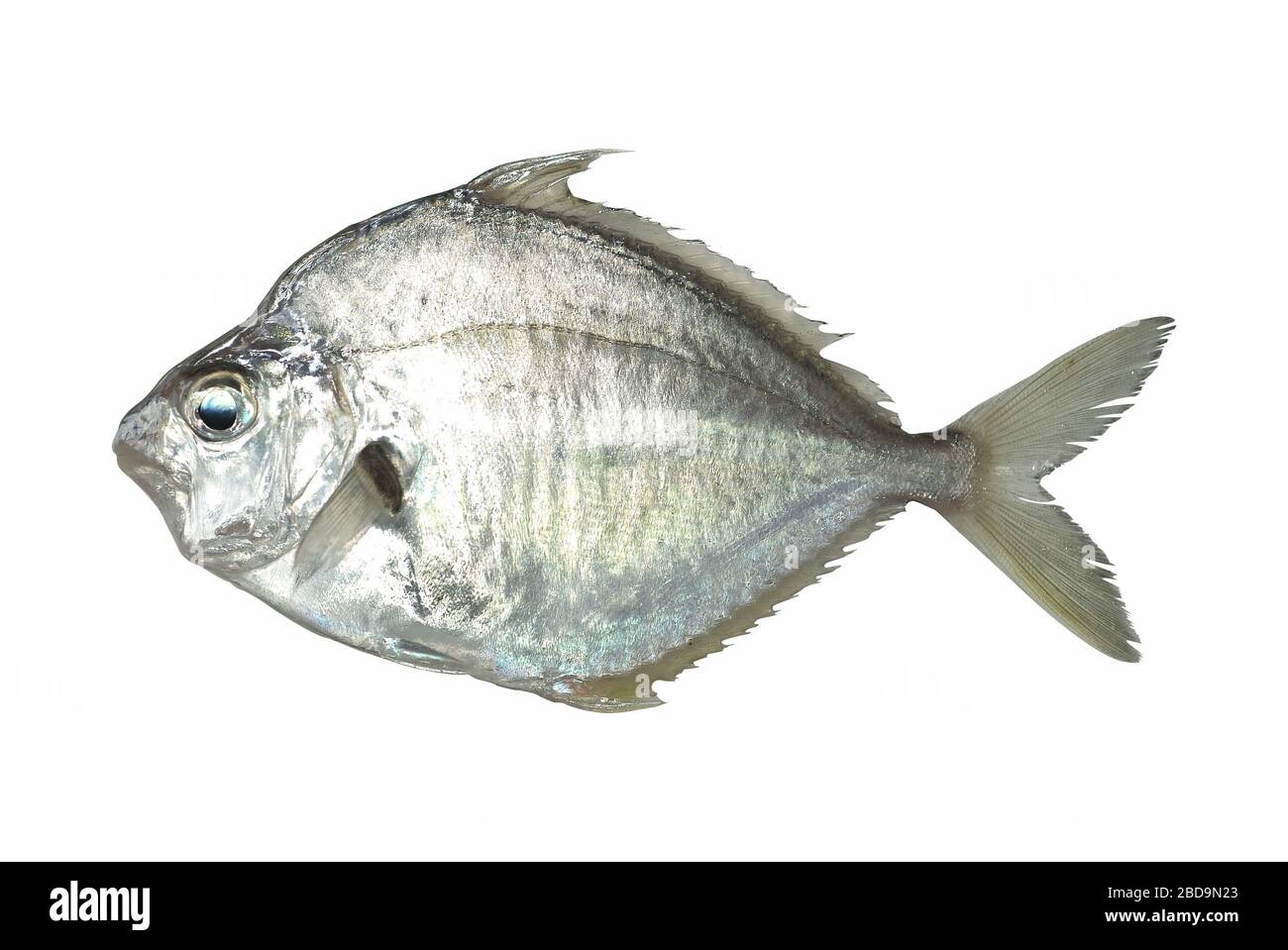 Fresh fish on the white background Stock Photo - Alamy