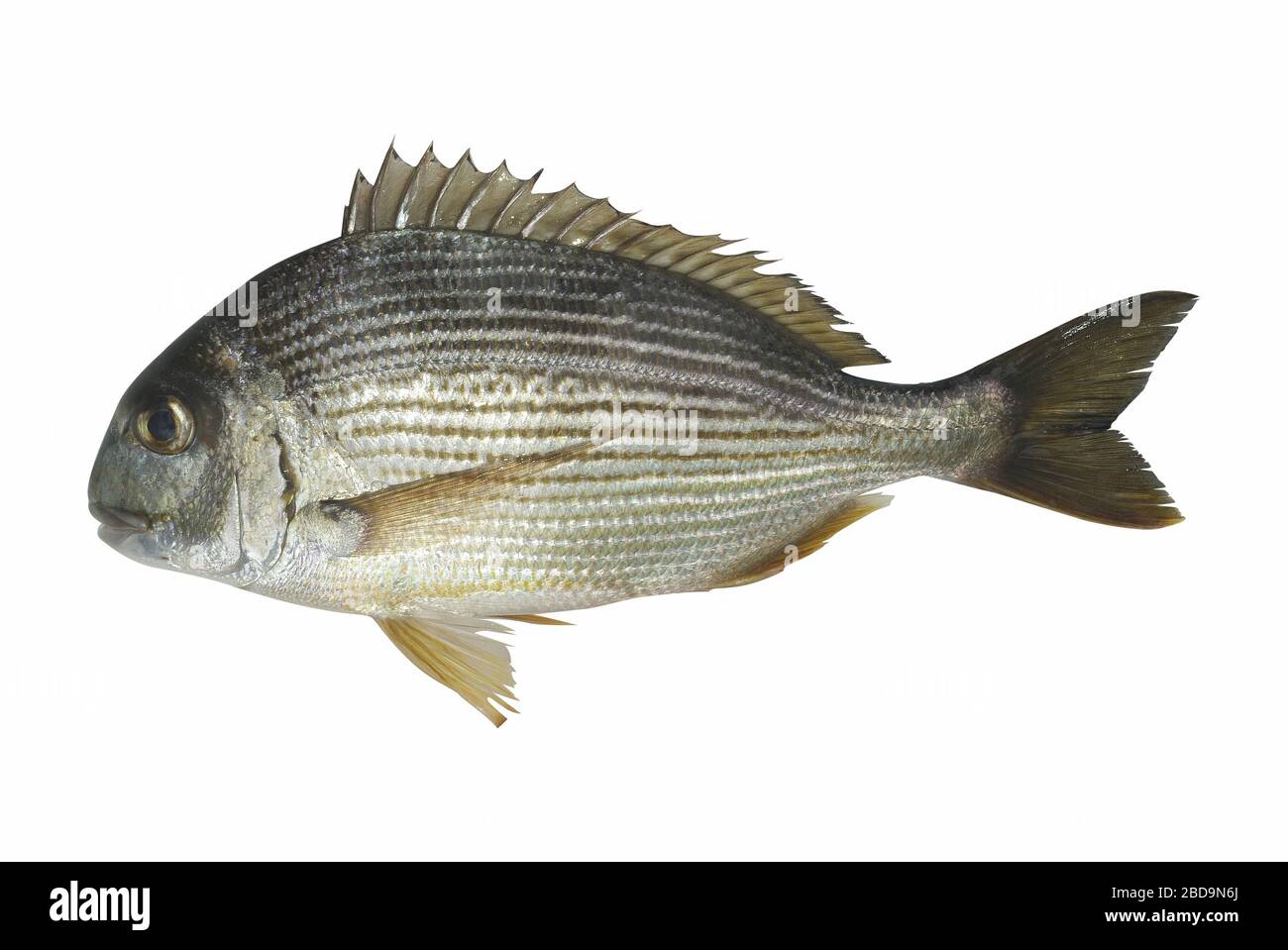 Fresh fish on the white background Stock Photo - Alamy