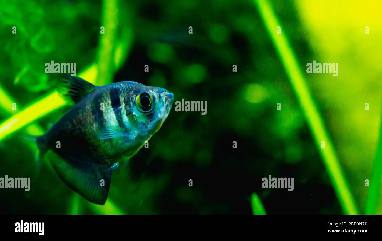 Black skirt tetra fish in planted tank setting Stock Photo - Alamy