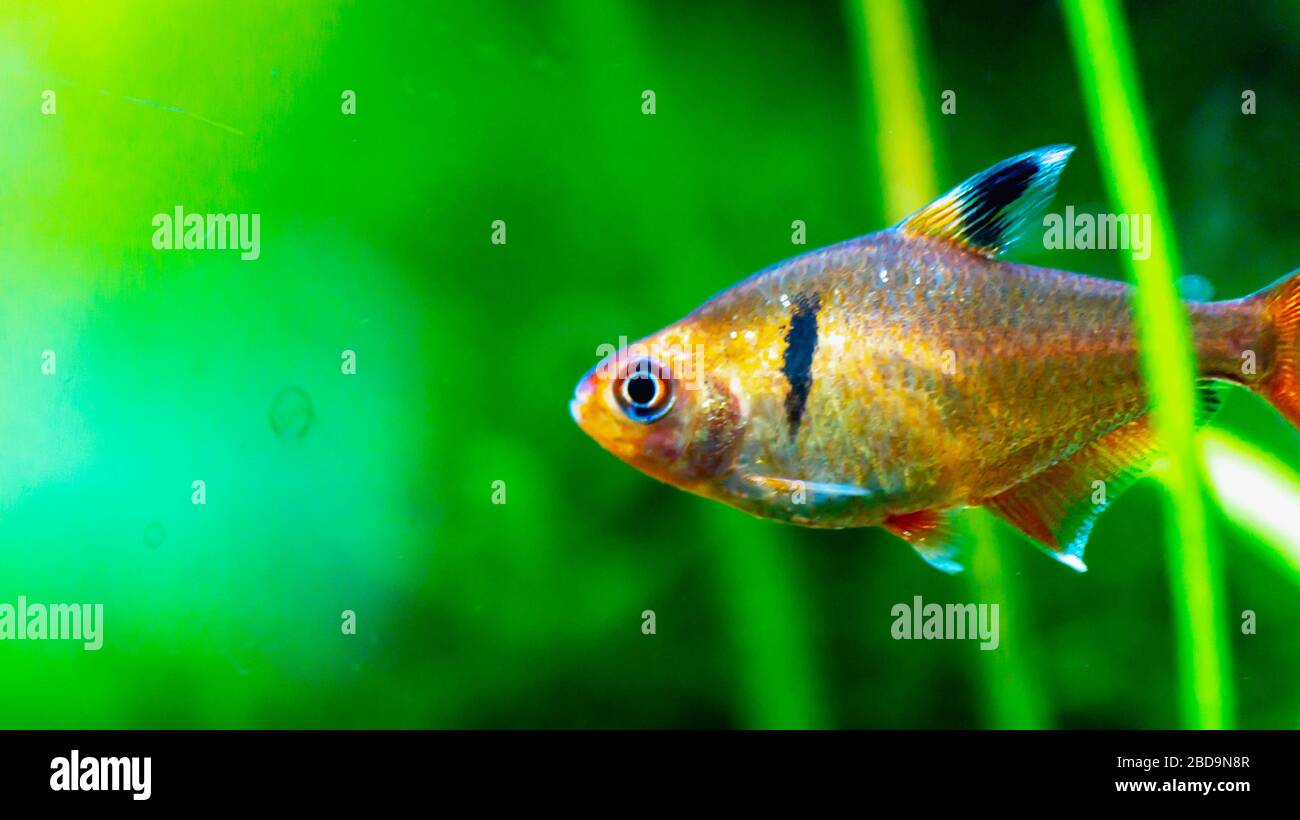 Flame tetra hyphessobrycon flammeus hi-res stock photography and images ...