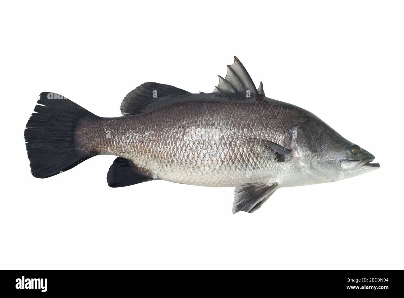 Fresh fish on the white background Stock Photo - Alamy