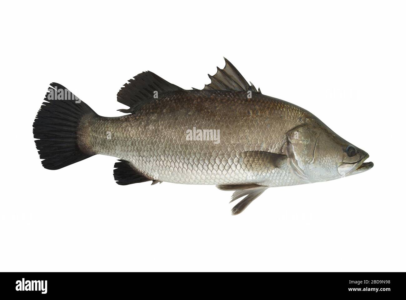 Fresh fish on the white background Stock Photo - Alamy