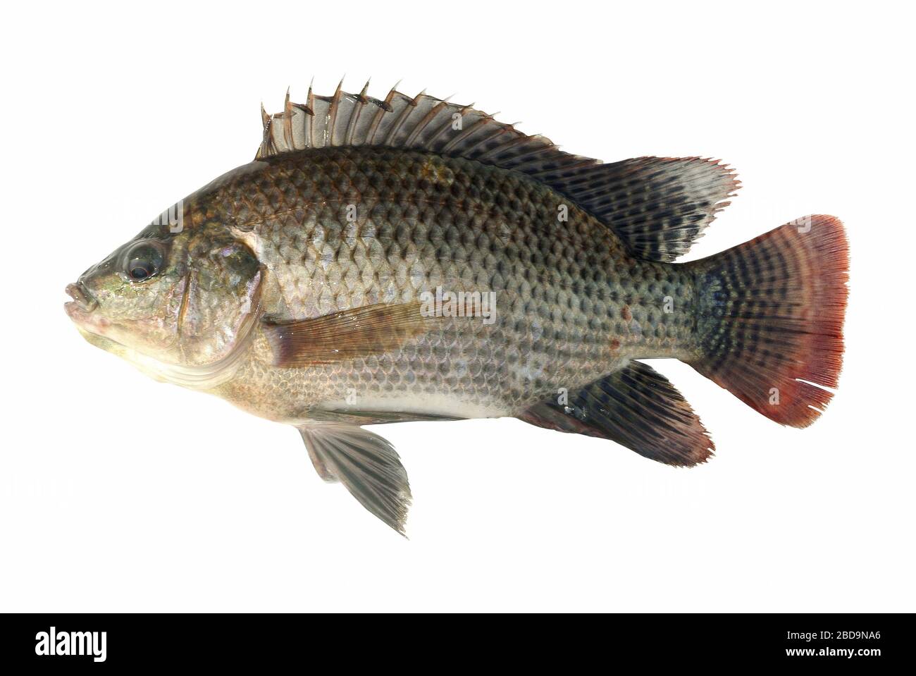 Fresh fish on the white background Stock Photo - Alamy