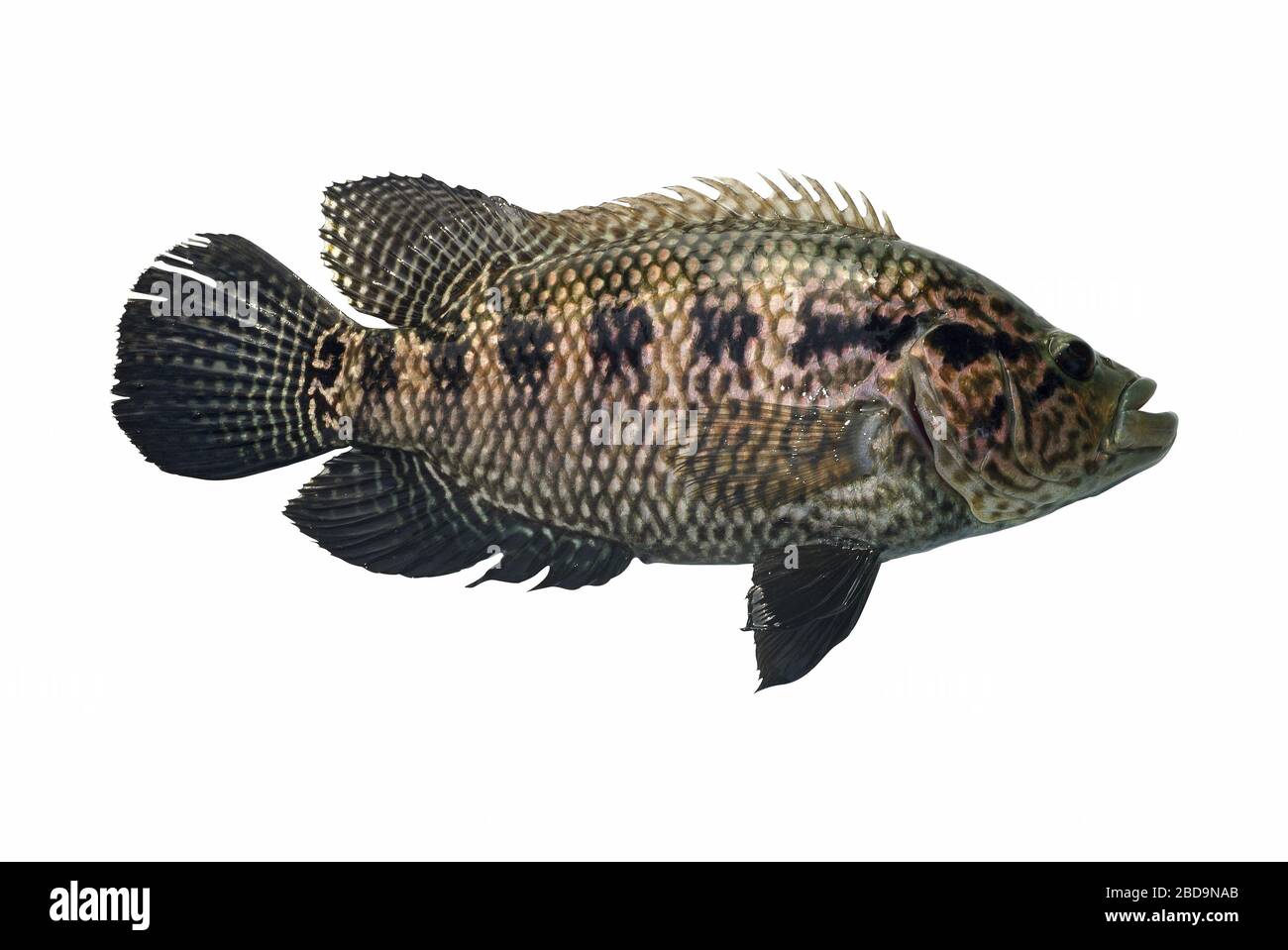 Fresh fish on the white background Stock Photo - Alamy